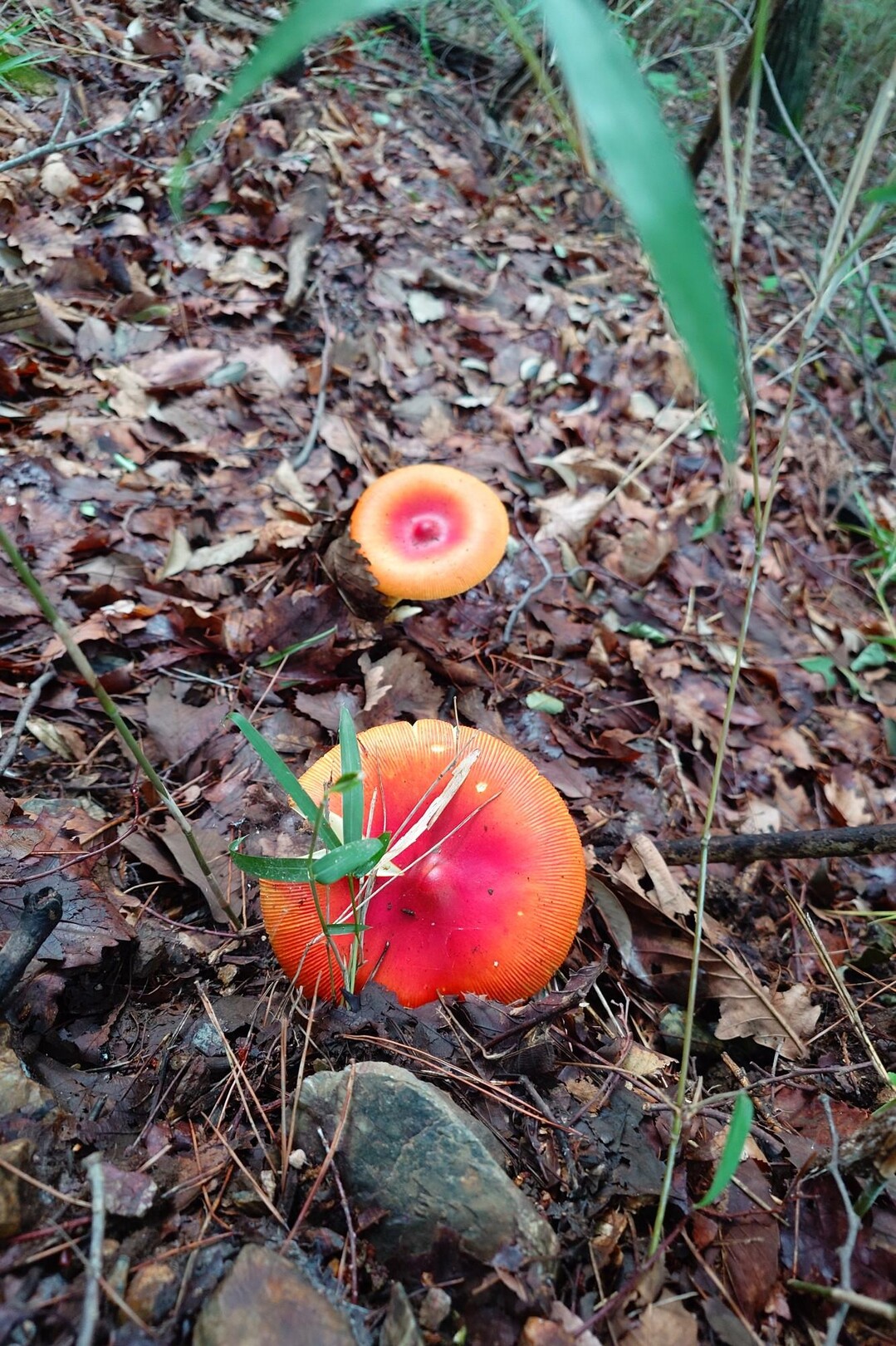 セール2日目の朝 27分登頂 / ta2さんの鳴神山・吾妻山の活動データ | YAMAP / ヤマップ