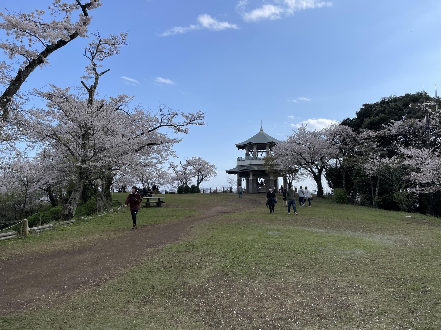 大山〜権現山🌸お花見 / ellena15さんの大山の活動データ | YAMAP / ヤマップ