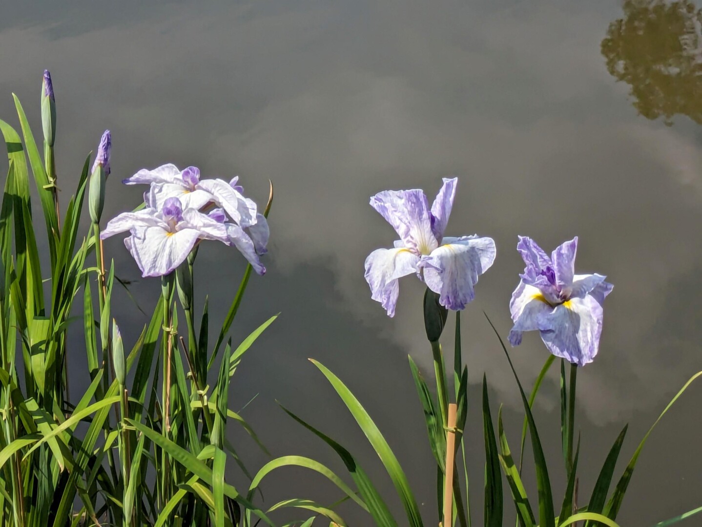 細川庭園💧💜ガイドツアー / ☆futa☆さんの東京都23区 中央エリアの活動データ | YAMAP / ヤマップ