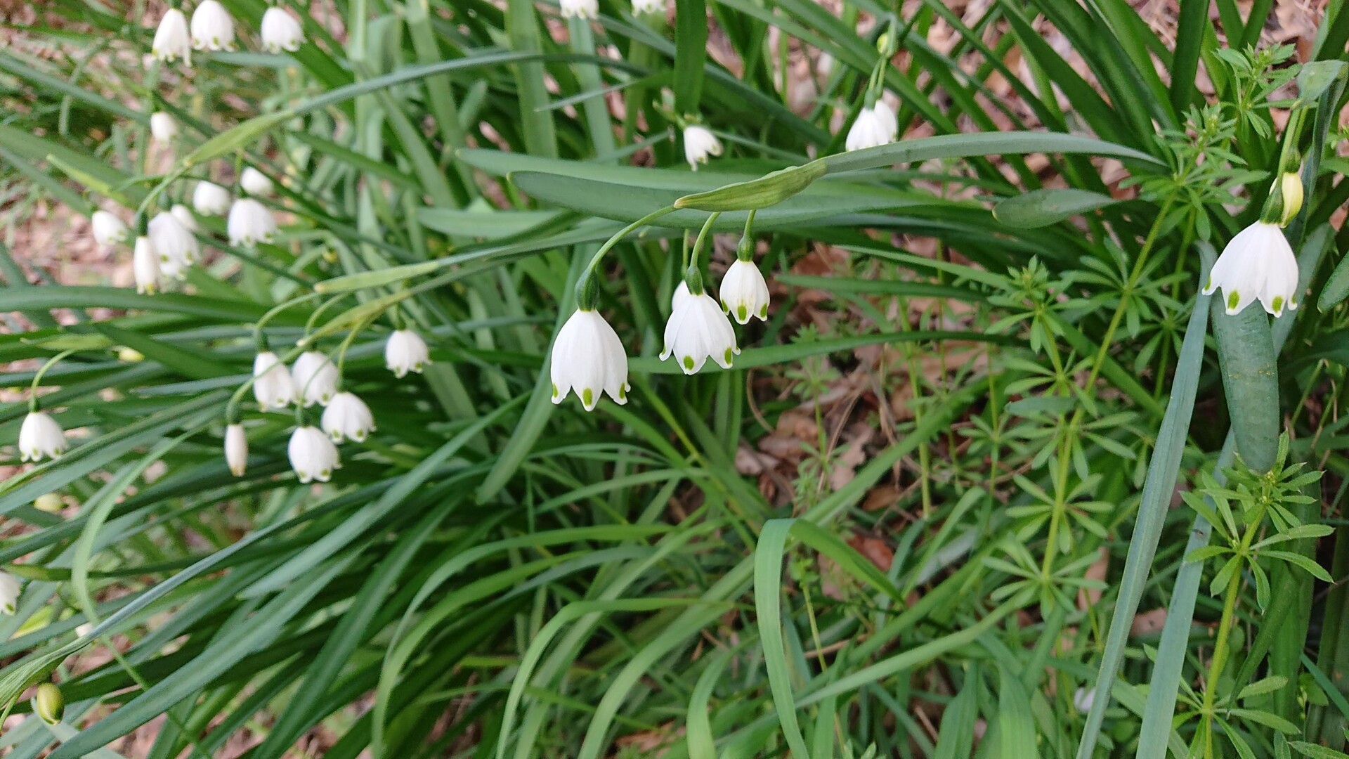 土田山東山道さんぽ / hiyoko🐥さんの鳩吹山の活動データ | YAMAP / ヤマップ