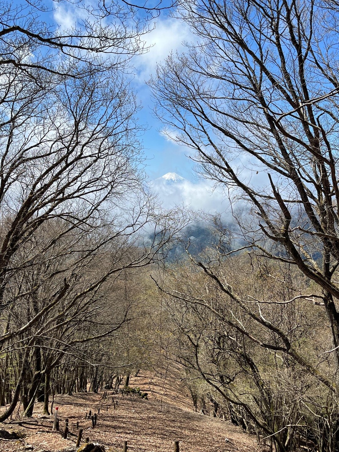 御前山・月夜見山 / konyan さんの大岳山・御岳山・御前山の活動データ | YAMAP / ヤマップ