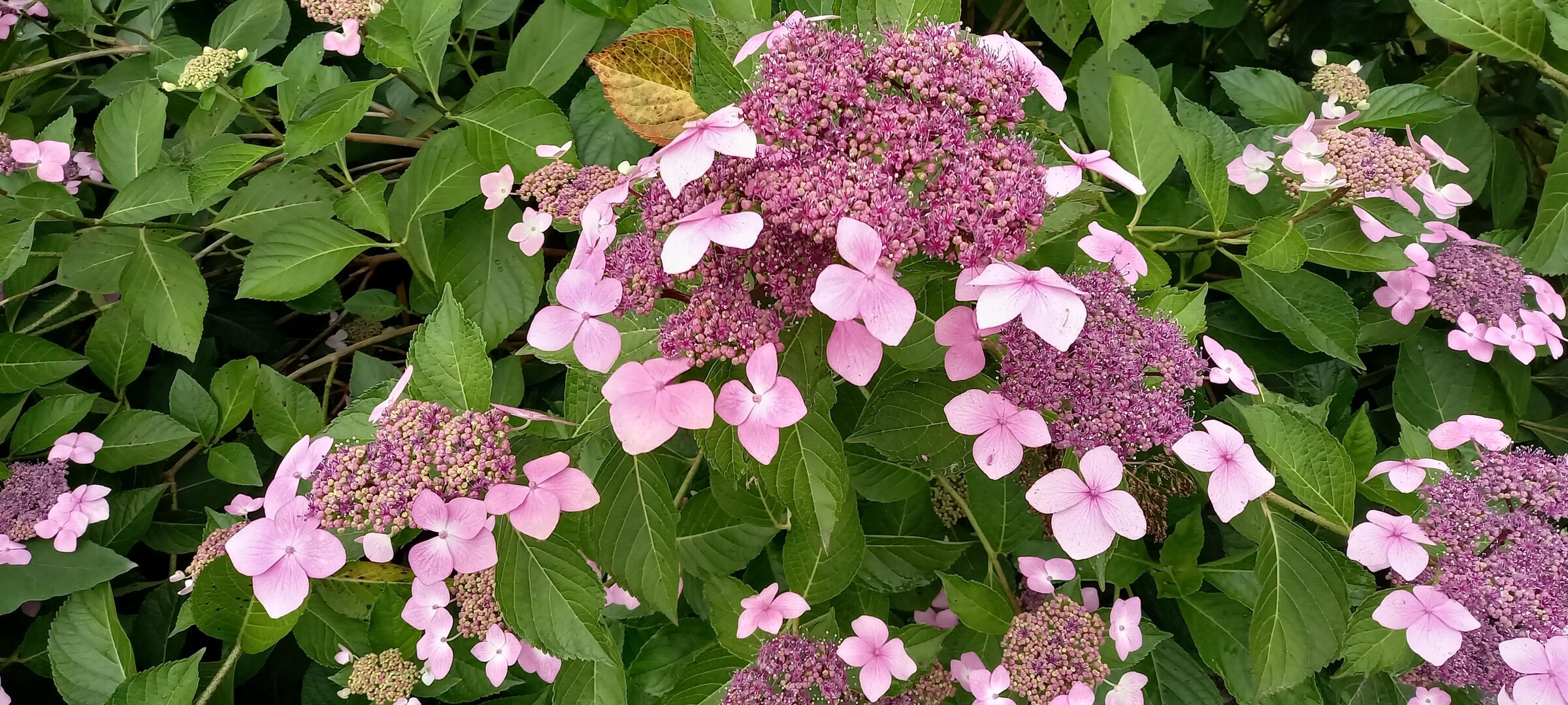☔上がりの毘沙門山・ビシャゴ岩😃🎶 / akoh_jiさんの雄鷹台山の活動データ | YAMAP / ヤマップ