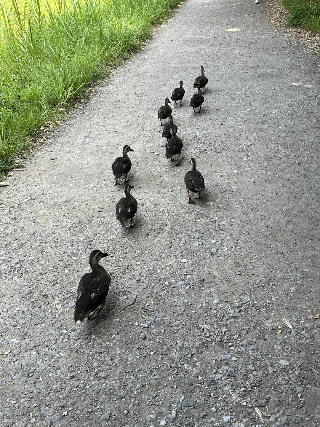 カルガモちゃん達、大きくなりました / るな★号さんのモーメント | YAMAP / ヤマップ