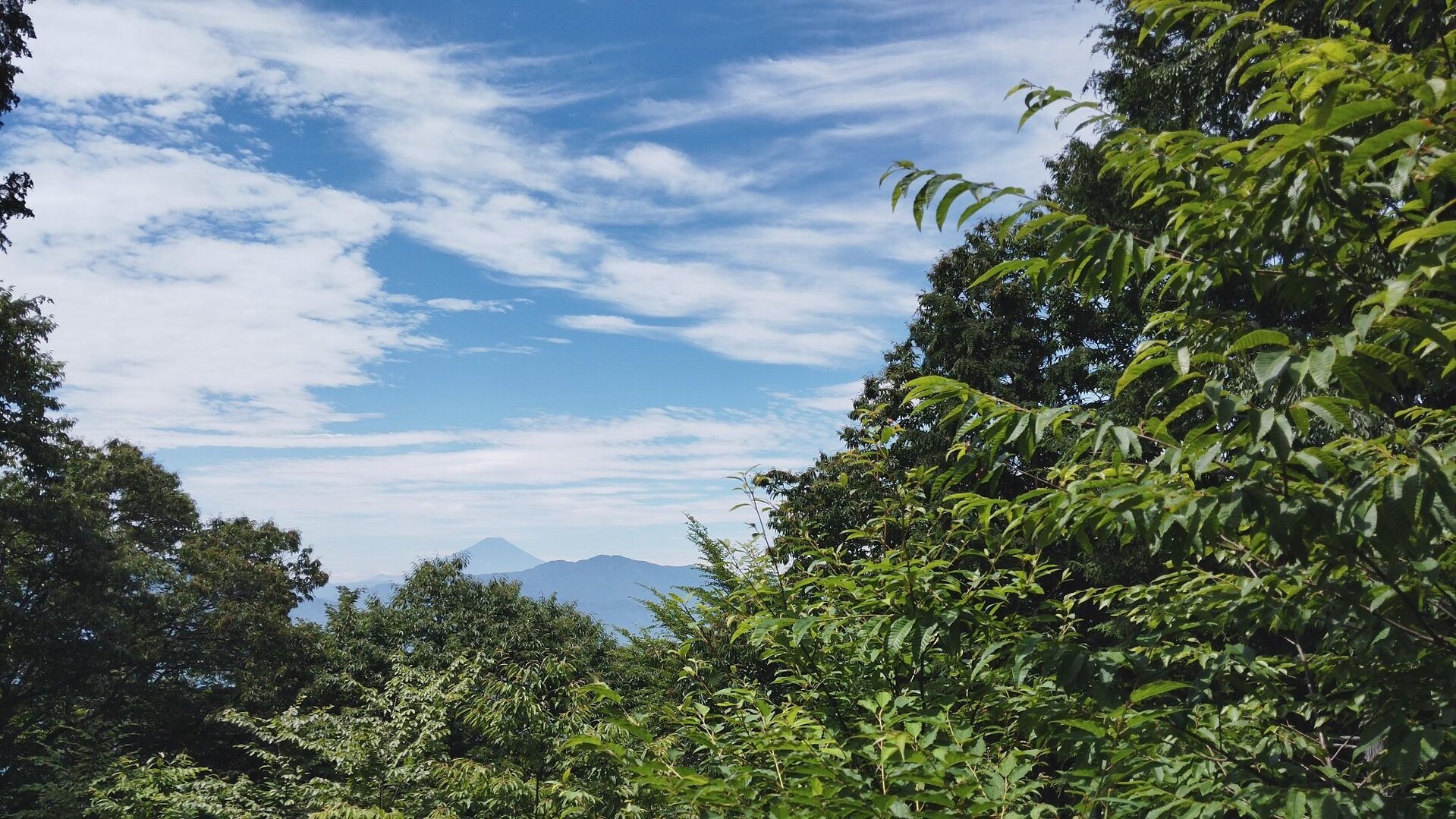 本仁田山 / kdiさんの川苔山（川乗山）の活動データ | YAMAP / ヤマップ