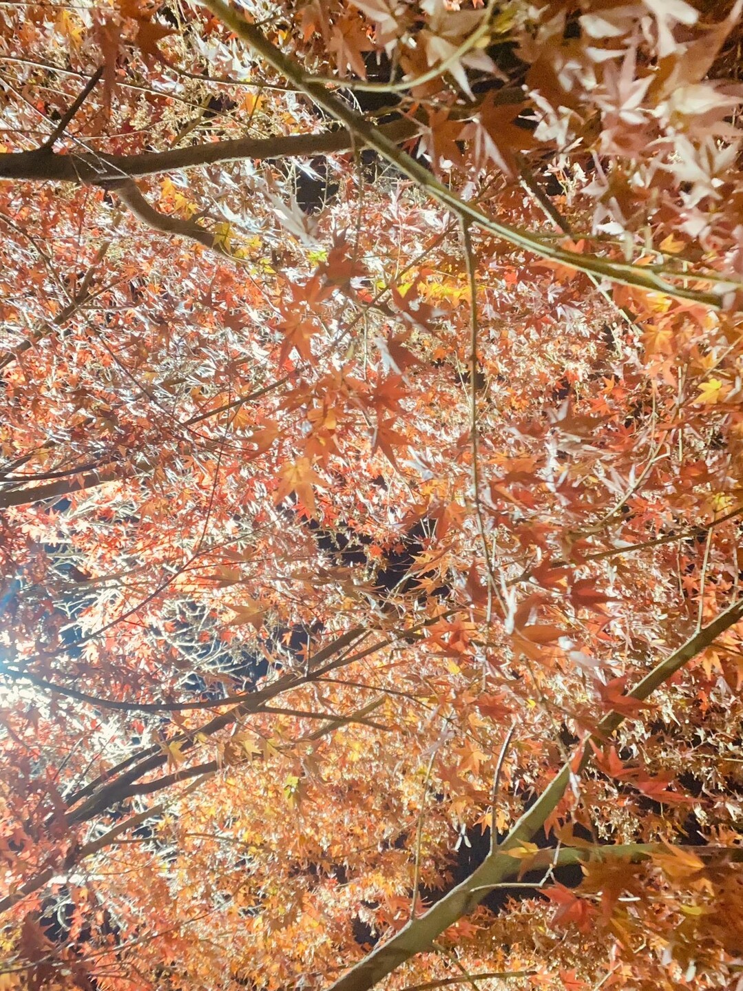 昨日も今日も 仕事終わってから5キロR... / AZUMBOさんのモーメント | YAMAP / ヤマップ