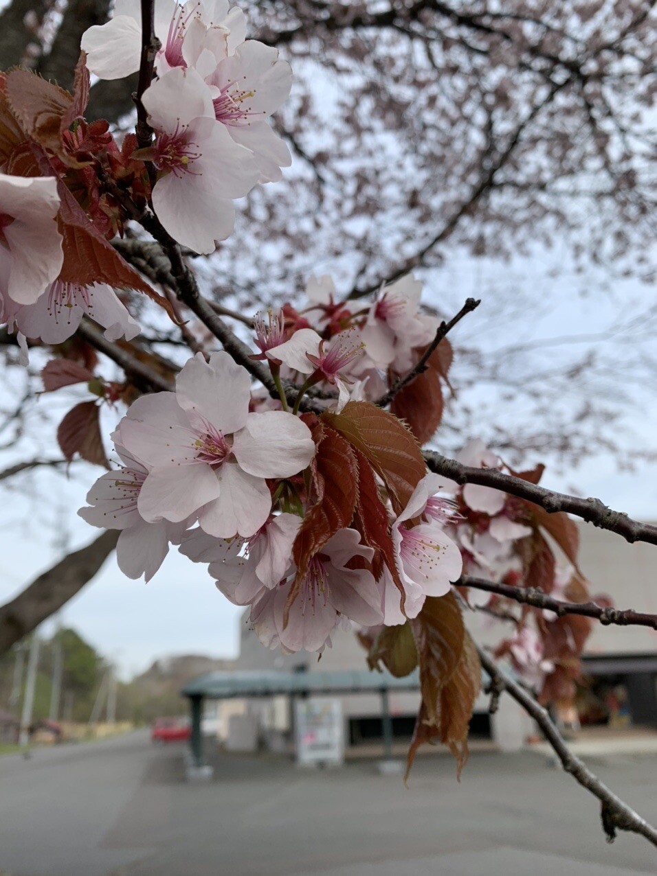 2021.05.08(土) 02:56 / チョッパーさんのモーメント | YAMAP / ヤマップ