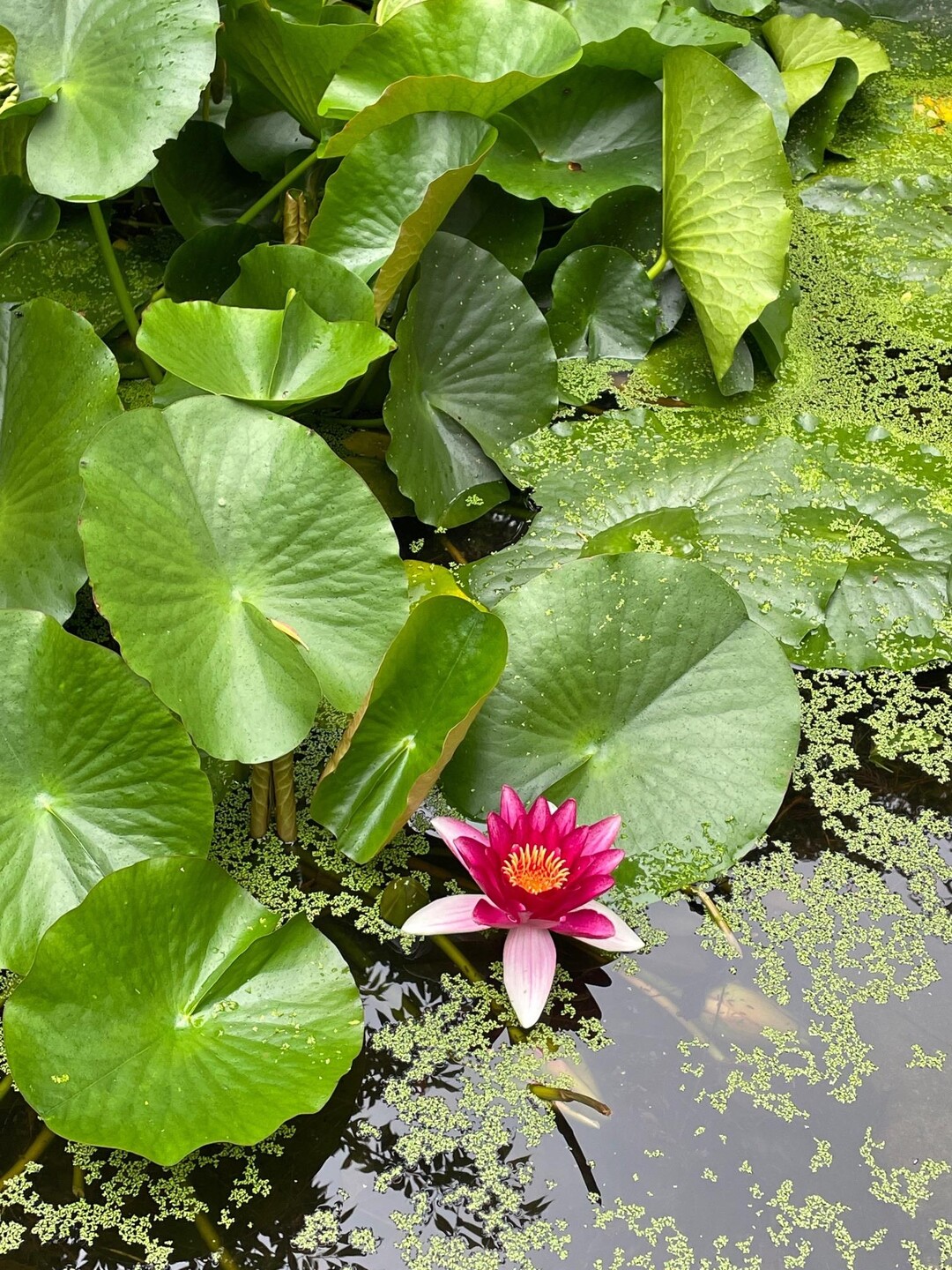 函館山麓にある七福神巡りを… 敢えて出掛... / よっしー3110さんのモーメント | YAMAP / ヤマップ