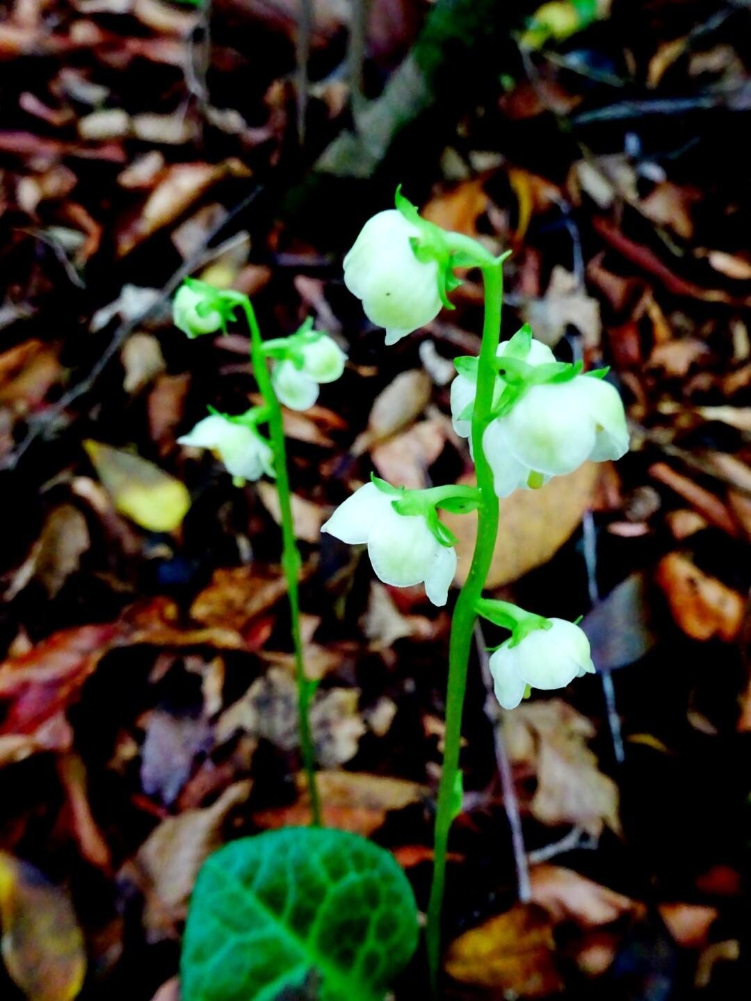 堤谷～滝巡り～三郡山⛰️ / SAYOKOさんの宝満山・三郡山・若杉山の活動データ | YAMAP / ヤマップ