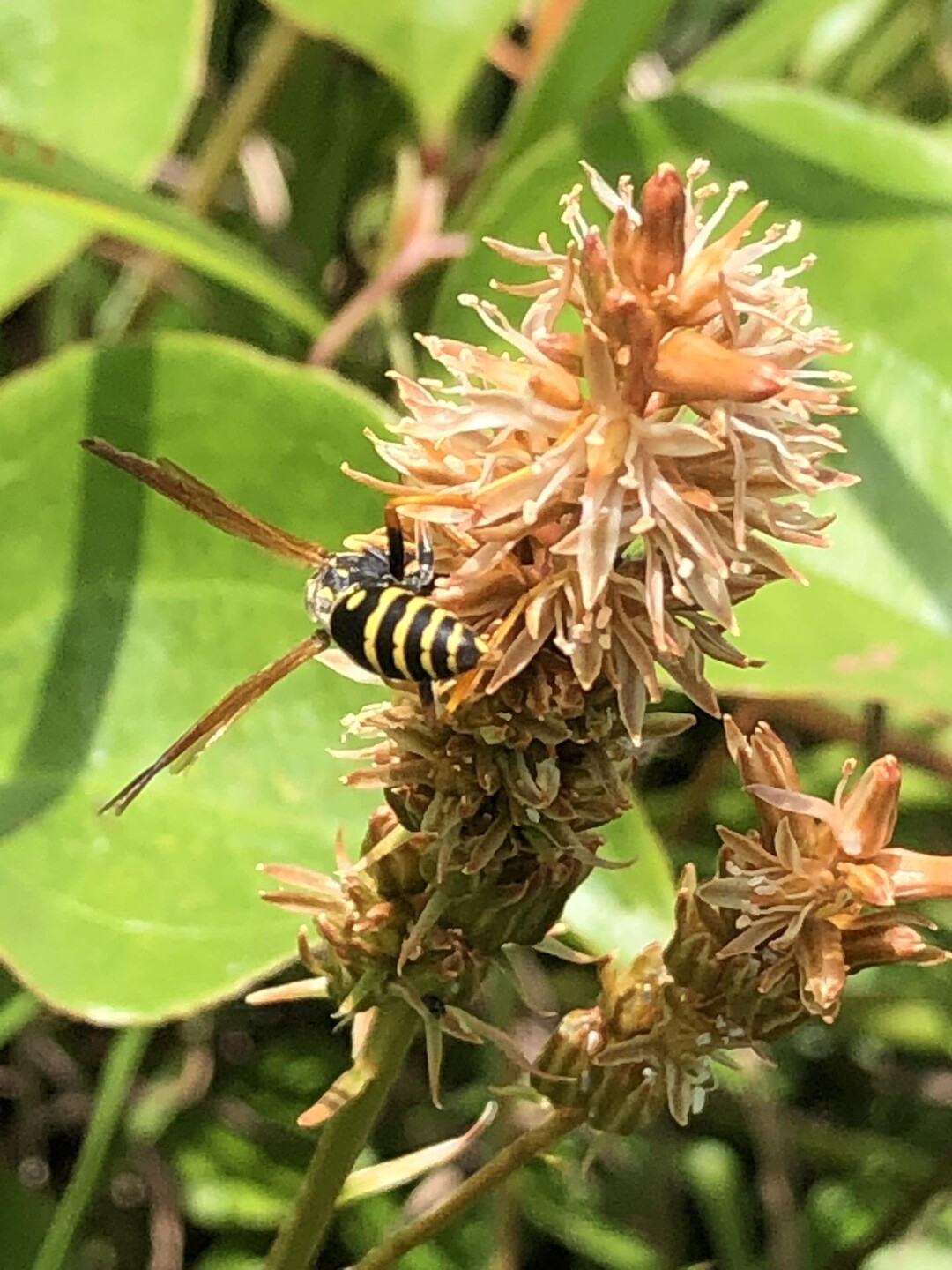 秋吉台 山歩(地獄台・烏帽子岳) / neroliさんの秋吉台の活動データ | YAMAP / ヤマップ