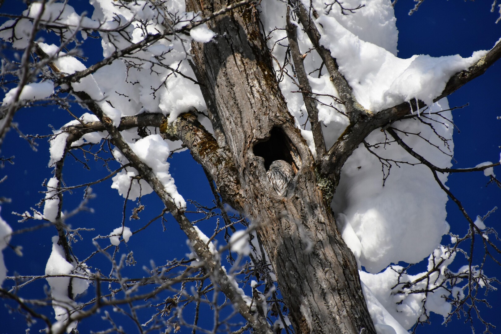 嵐山から層雲峡へ。 / tantanさんの嵐山公園・近文山・半面山の活動データ | YAMAP / ヤマップ