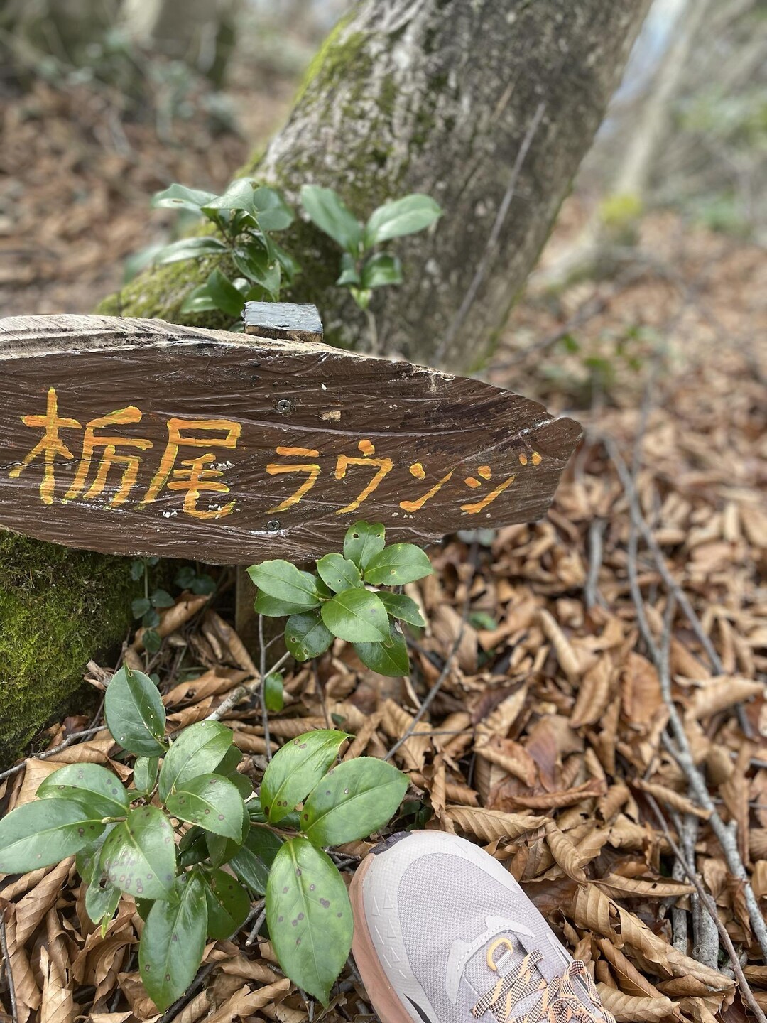 ウォーキング-2024-11-20 / mamiさんのウォーキングの活動データ | YAMAP / ヤマップ