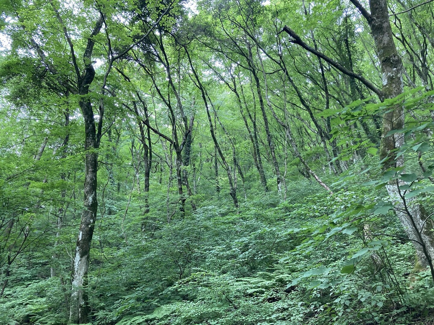 男三瓶山(三瓶山) / snor_manさんの三瓶山・大平山の活動データ | YAMAP / ヤマップ