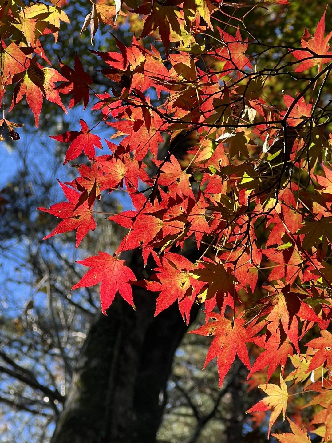 湯坂路 / kilauea さんの箱根山・神山の活動データ | YAMAP / ヤマップ