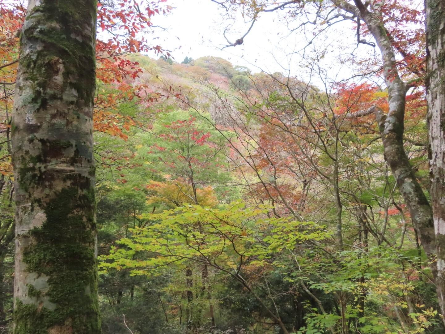 兜岩から菊池渓谷へ紅葉散策 / kuwakichi-papaさんのツームシ山・鞍岳の活動データ | YAMAP / ヤマップ