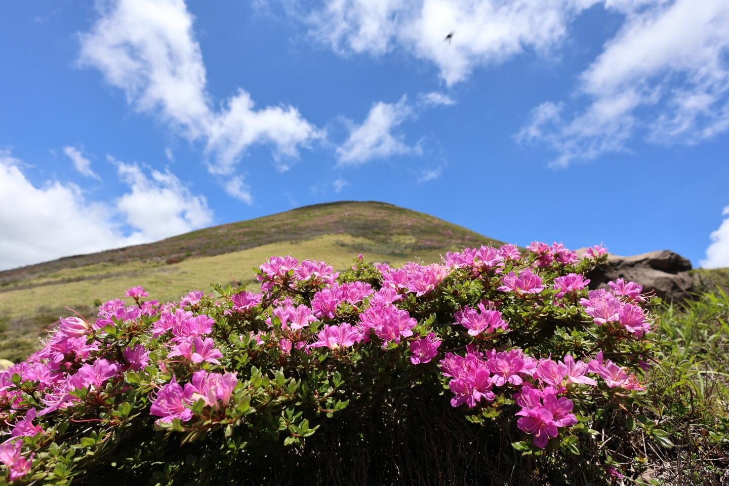 三俣山のミヤちゃんは見頃でした / miippさんの九重山（久住山）・大船山・星生山の活動データ | YAMAP / ヤマップ