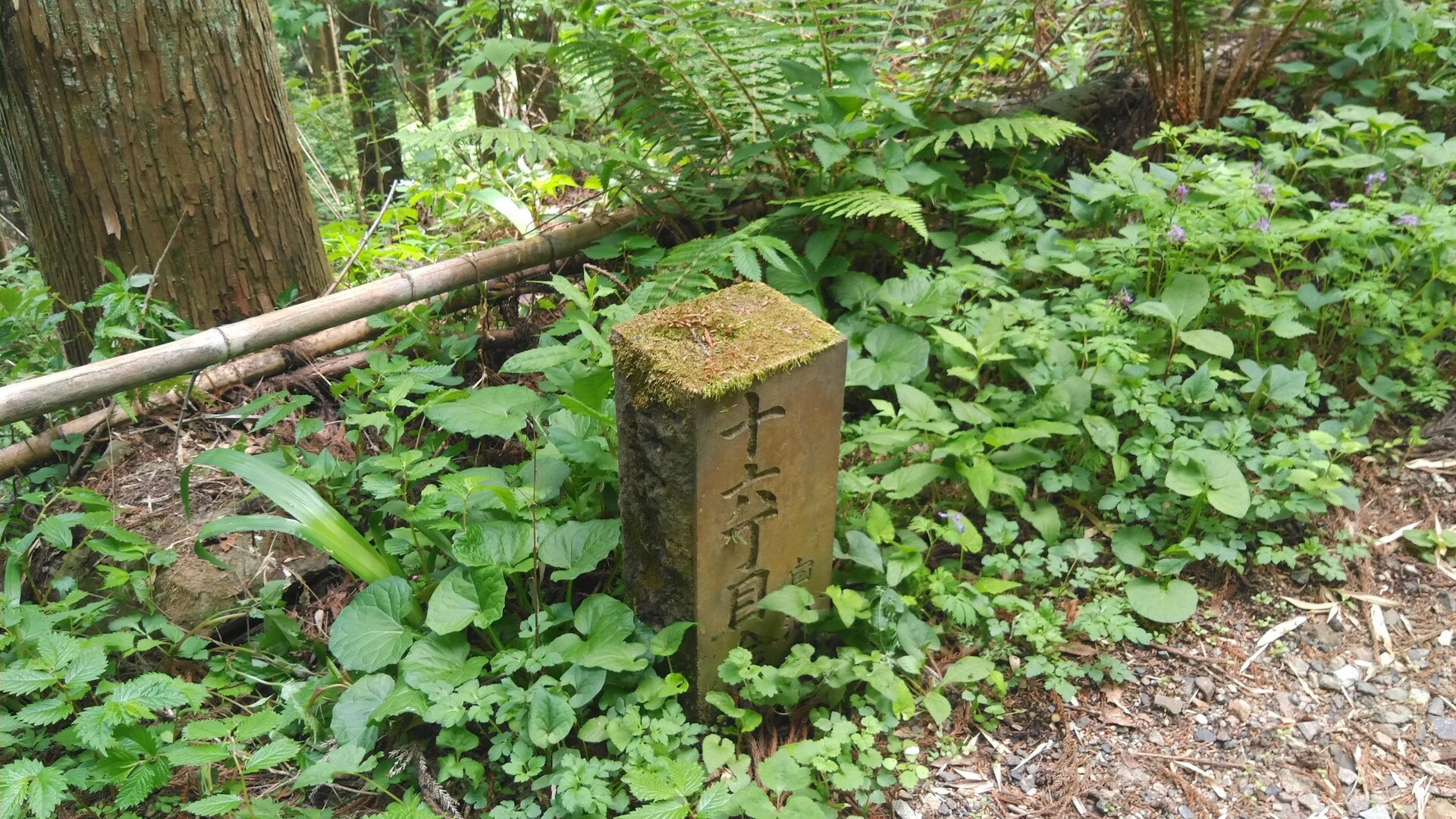 「busyな時間💦」関山 / Neo-amaterasuさんの関山の活動データ | YAMAP / ヤマップ