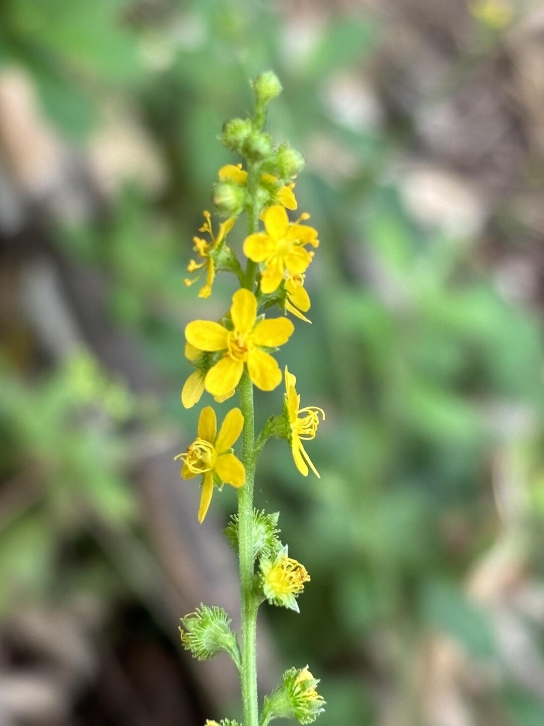 龍王宮（246回目） / 3104（YUKAKO）さんの六ッ目山・堂山・伽藍山の活動データ | YAMAP / ヤマップ