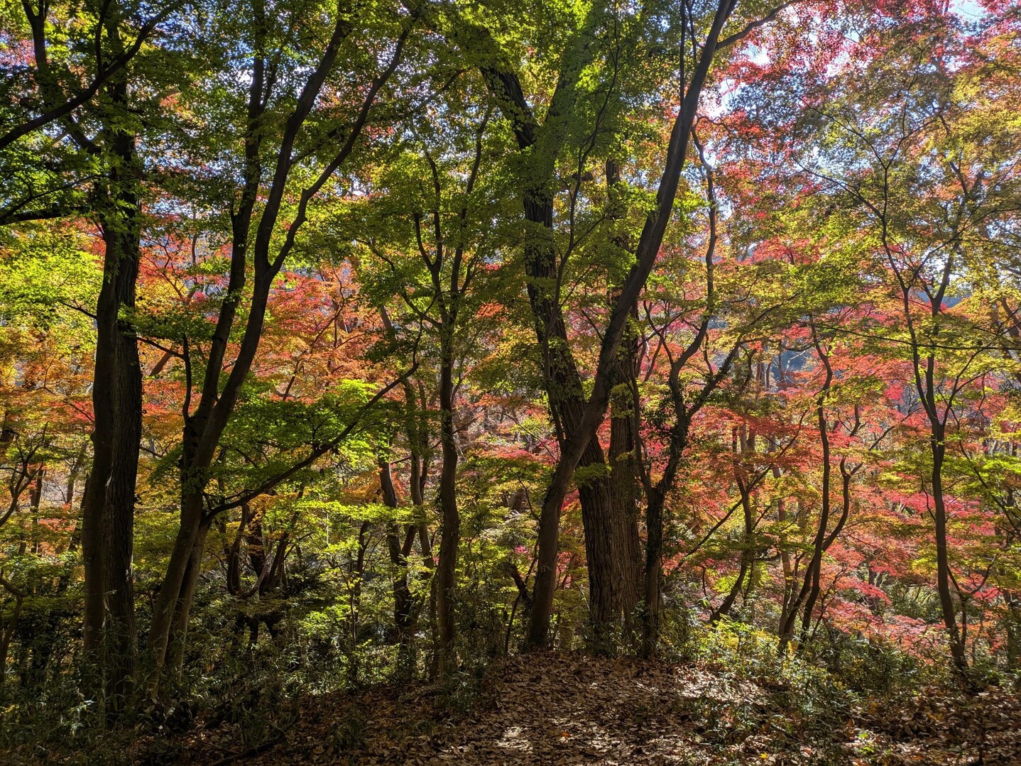月居山の紅葉の見頃は、来週ぐらいですね。... / kazeさんのモーメント | YAMAP / ヤマップ