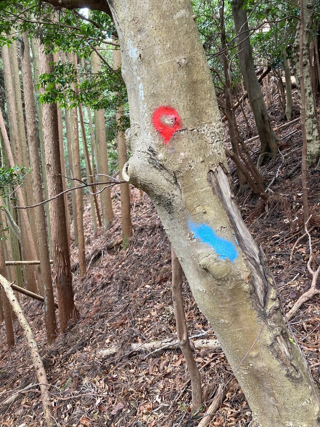 K.KAIさんの投稿したフィールドメモ | YAMAP / ヤマップ