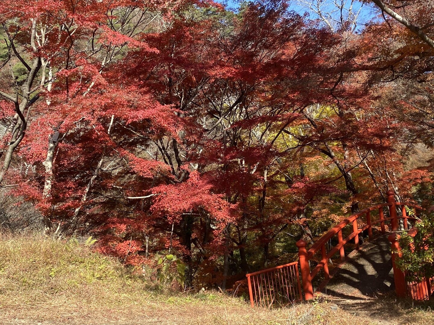 檜山・天道塚・矢祭山 / sanaviさんの矢祭山・檜山の活動データ | YAMAP / ヤマップ