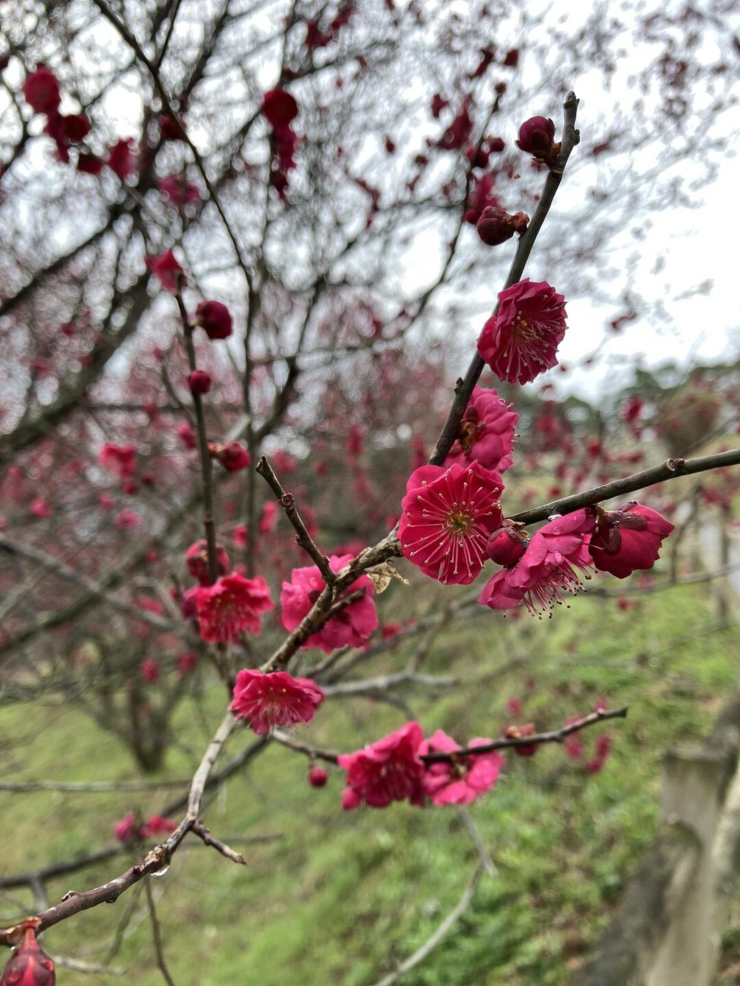 久しぶりの淡路。梅と先山 / KAZ。さんの淡路島の活動データ | YAMAP / ヤマップ