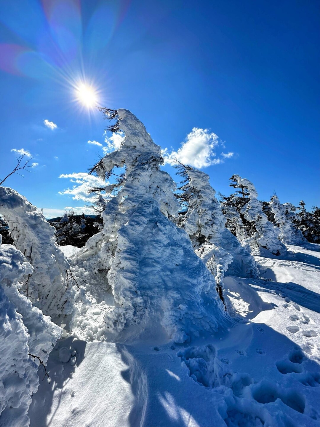 南沢山・横川山（湯舟沢山） / kaomi-ruさんの恵那山・大判山・神坂山の活動日記 | YAMAP / ヤマップ