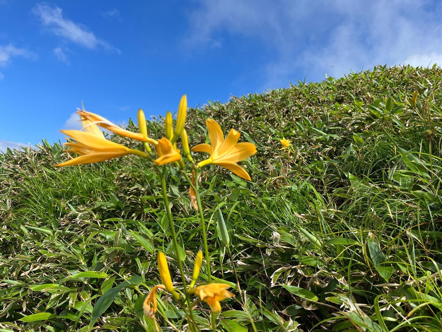 ニッコウキスゲに会いに 巻機山 / tamu.kさんの巻機山・割引岳・金城山の活動データ | YAMAP / ヤマップ