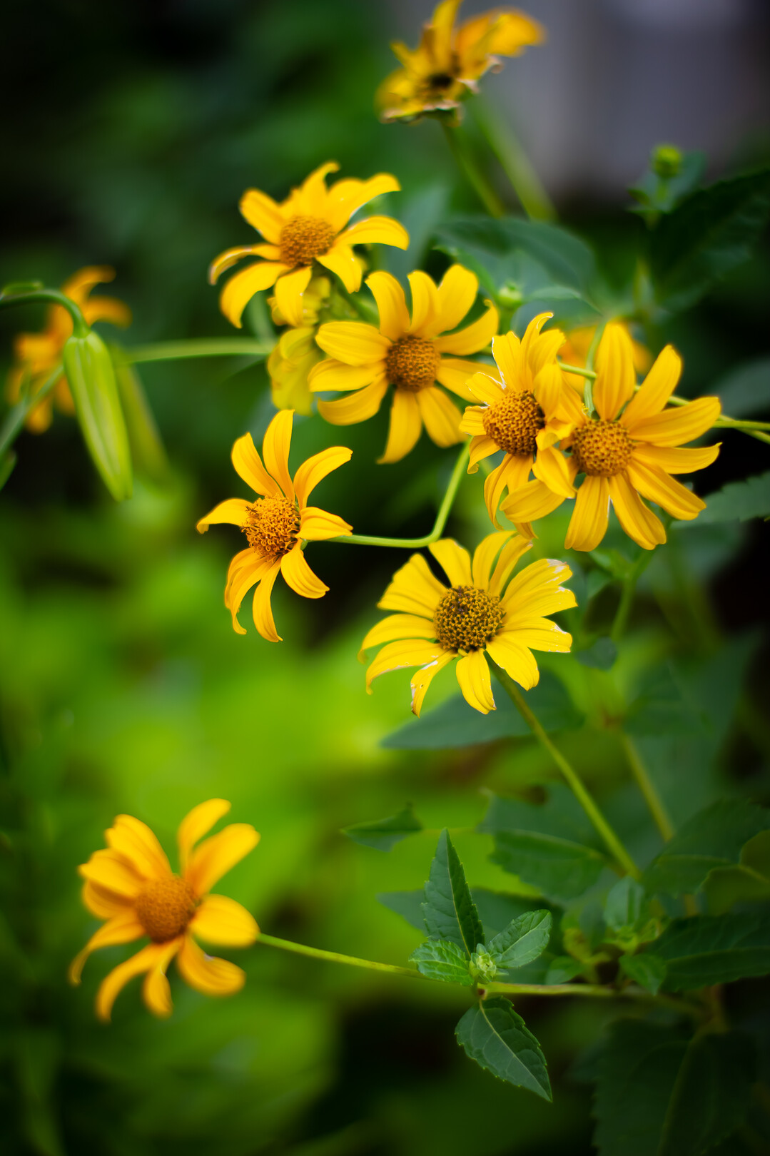 元気をくれる小さな妖精達。 7月14日撮... / stripeさんのモーメント | YAMAP / ヤマップ