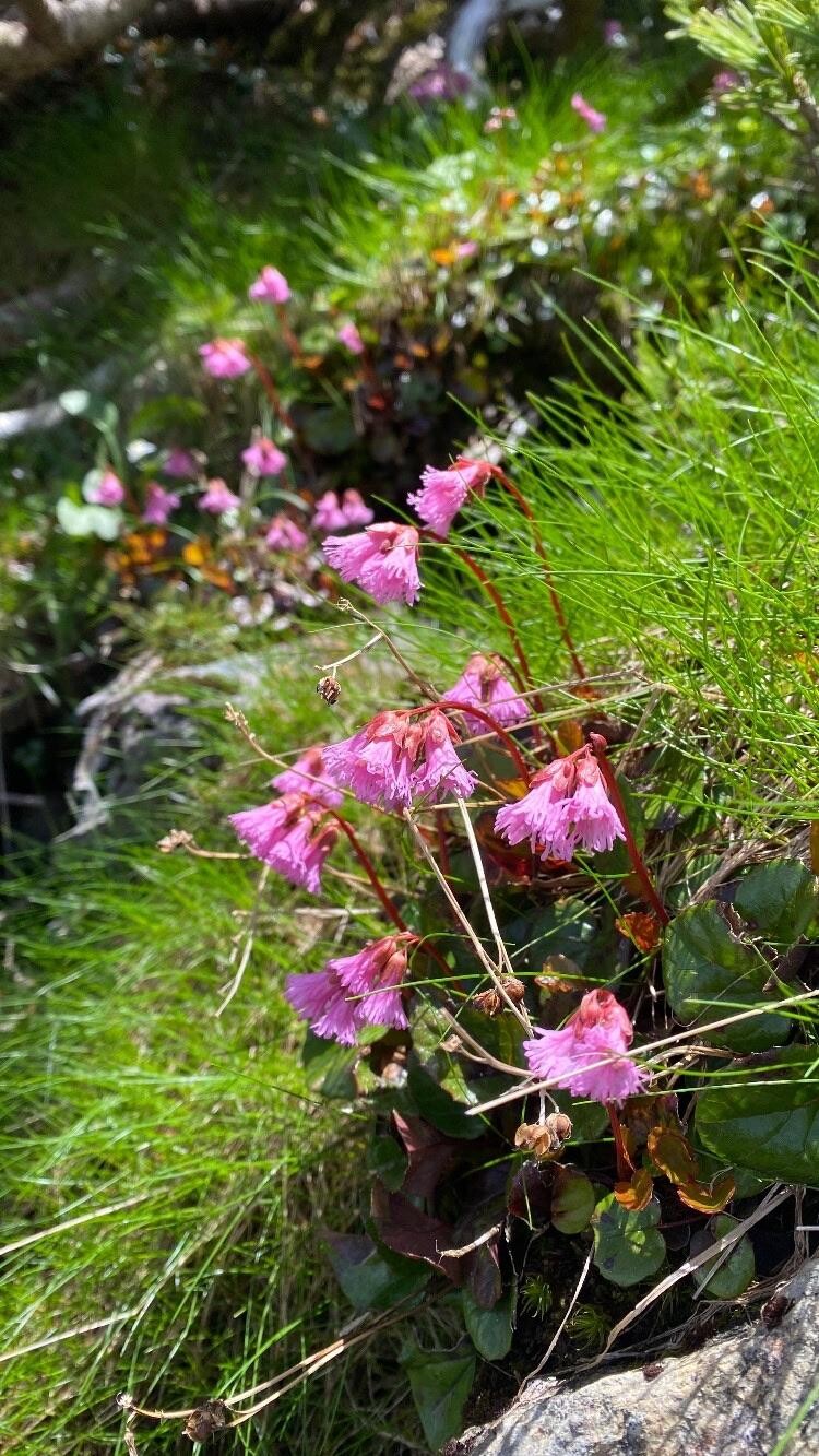 乗鞍岳（剣ヶ峰）ハイク / USA_Oさんの乗鞍岳の活動日記 | YAMAP / ヤマップ