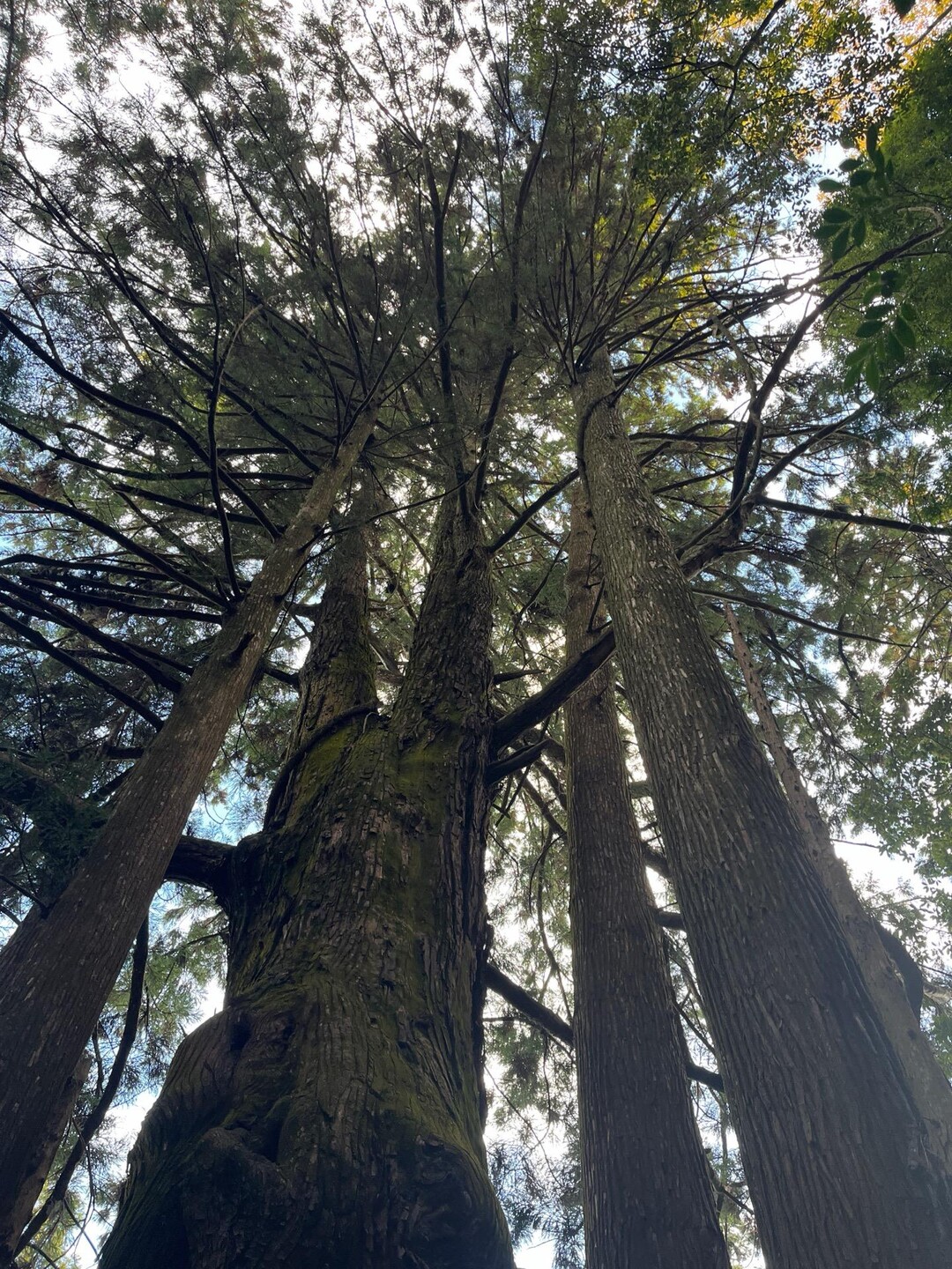岳山 / mirereさんの荒谷山・岳山の活動データ | YAMAP / ヤマップ