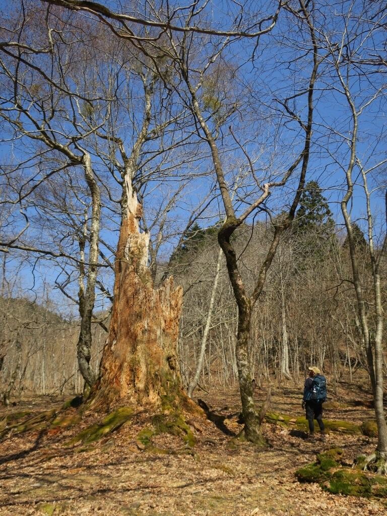 品谷山〜廃村八丁(佐々里峠から) / magukoさんの品谷山・ソトバ山の活動データ | YAMAP / ヤマップ