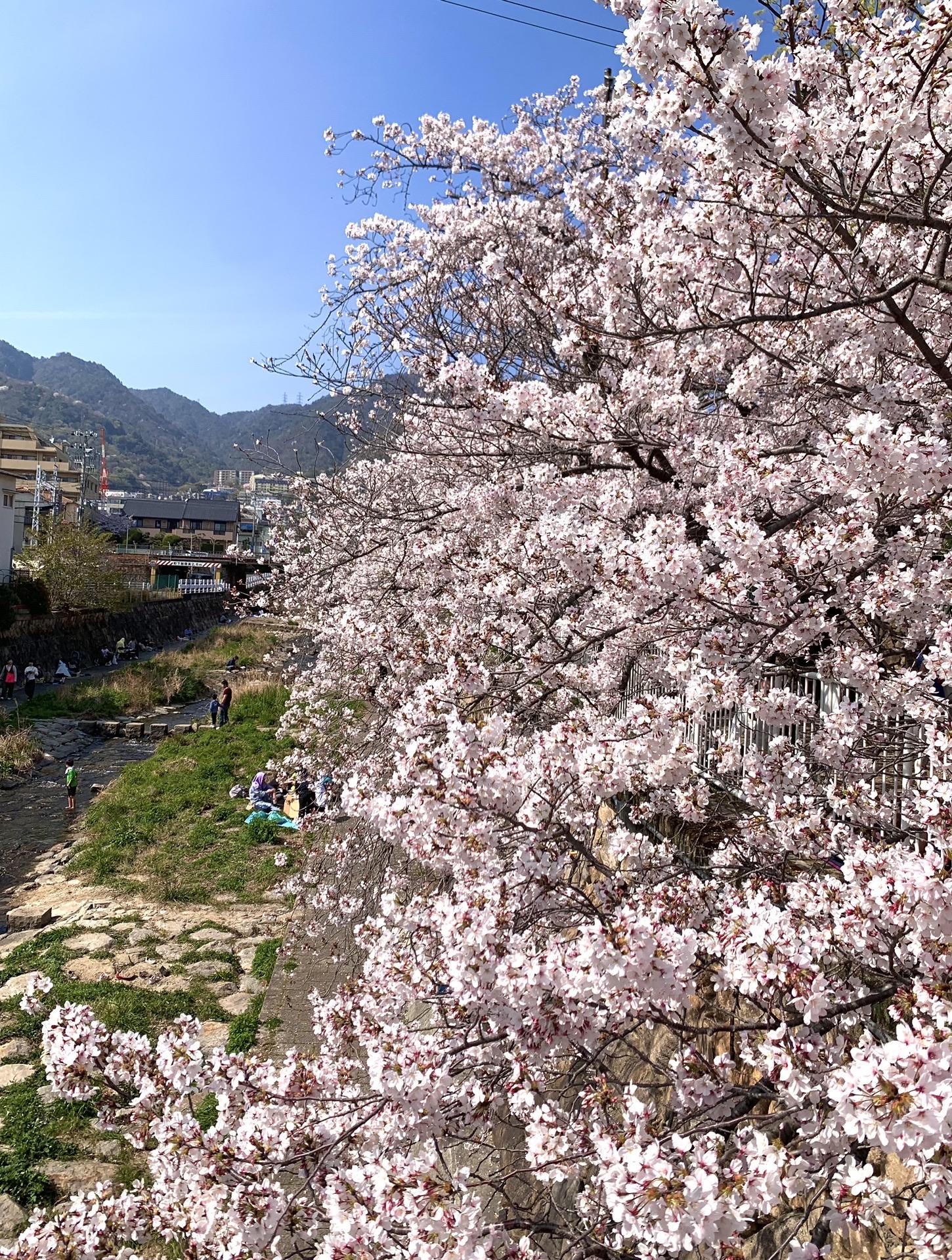満喫🤩満足👍満開🌸の桜 in ROKKO with kaolinさん / ヒデブーさんの六甲山・長峰山・摩耶山の活動日記 | YAMAP / ヤマップ