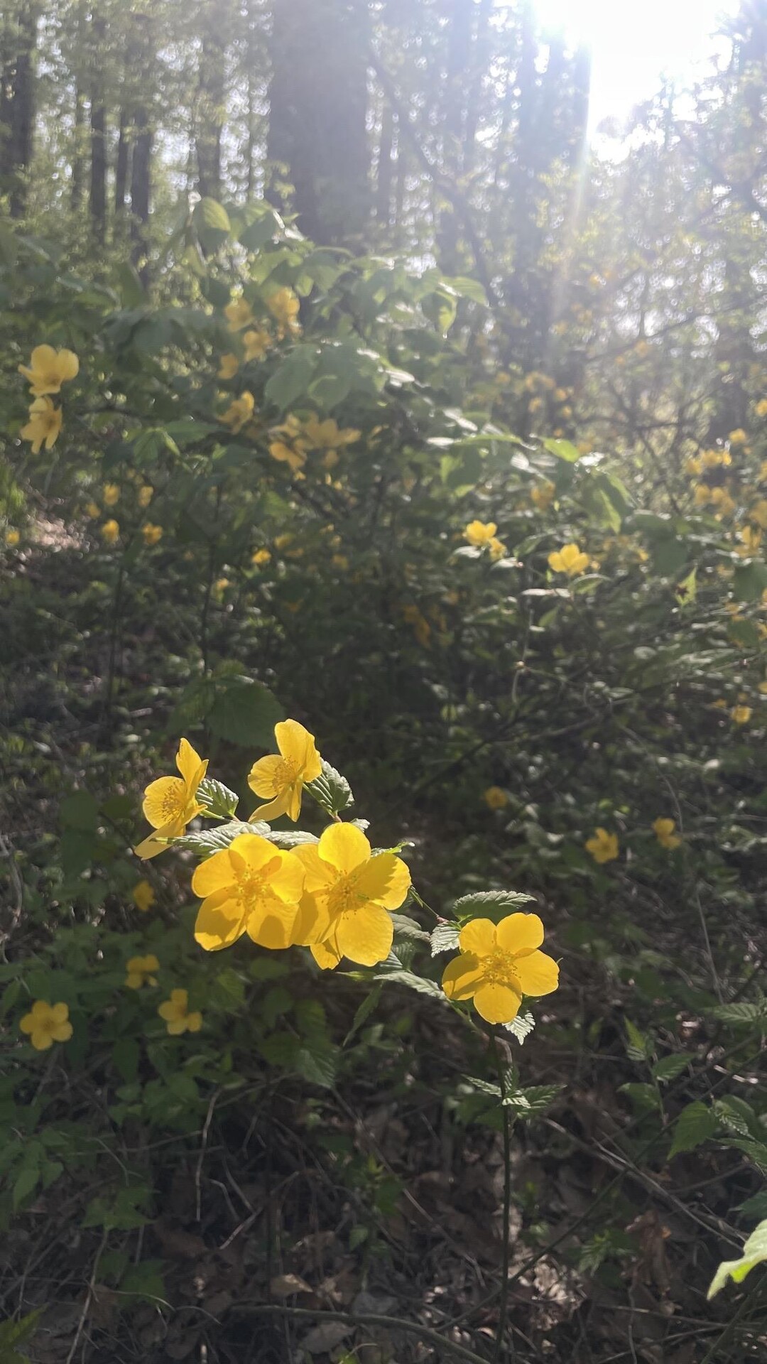 高社山 / Eriさんの登山の活動日記 | YAMAP / ヤマップ