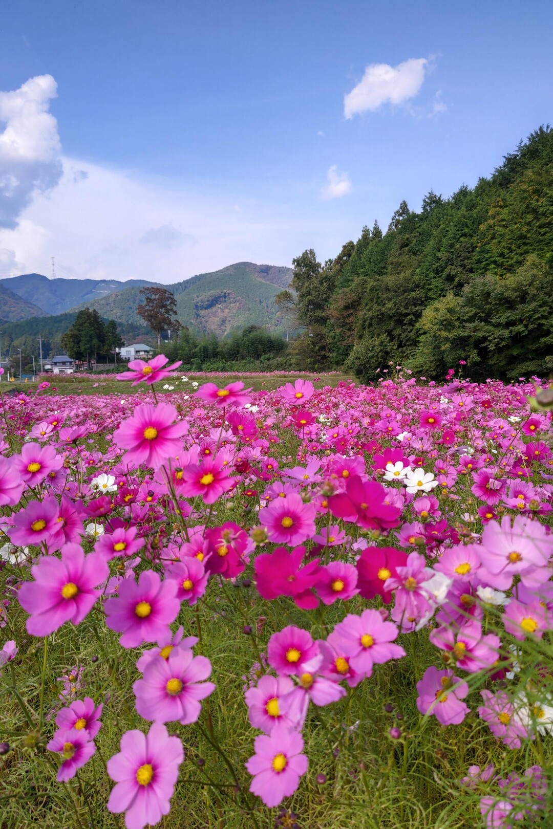 関ヶ原開戦地⚔️フジバカマのお花畑にアサ... / kouchanさんのモーメント | YAMAP / ヤマップ