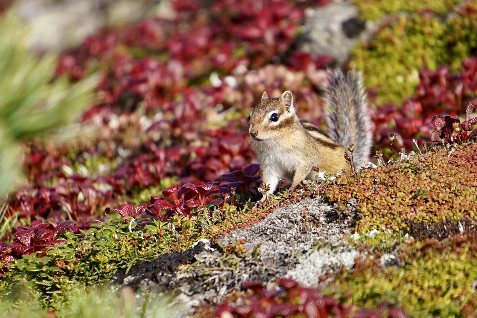 黒岳 / yosi＆ryoさんの大雪山系・旭岳・トムラウシの活動データ | YAMAP / ヤマップ