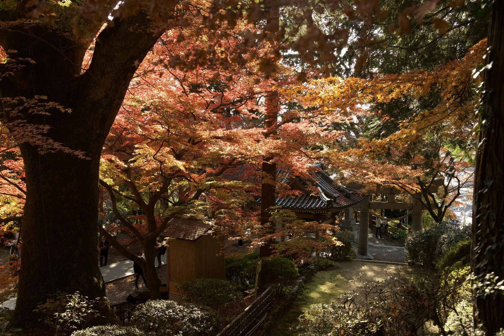 久々の投稿！ 今年も大興善寺綺麗です。... / daisagan さんのモーメント | YAMAP / ヤマップ