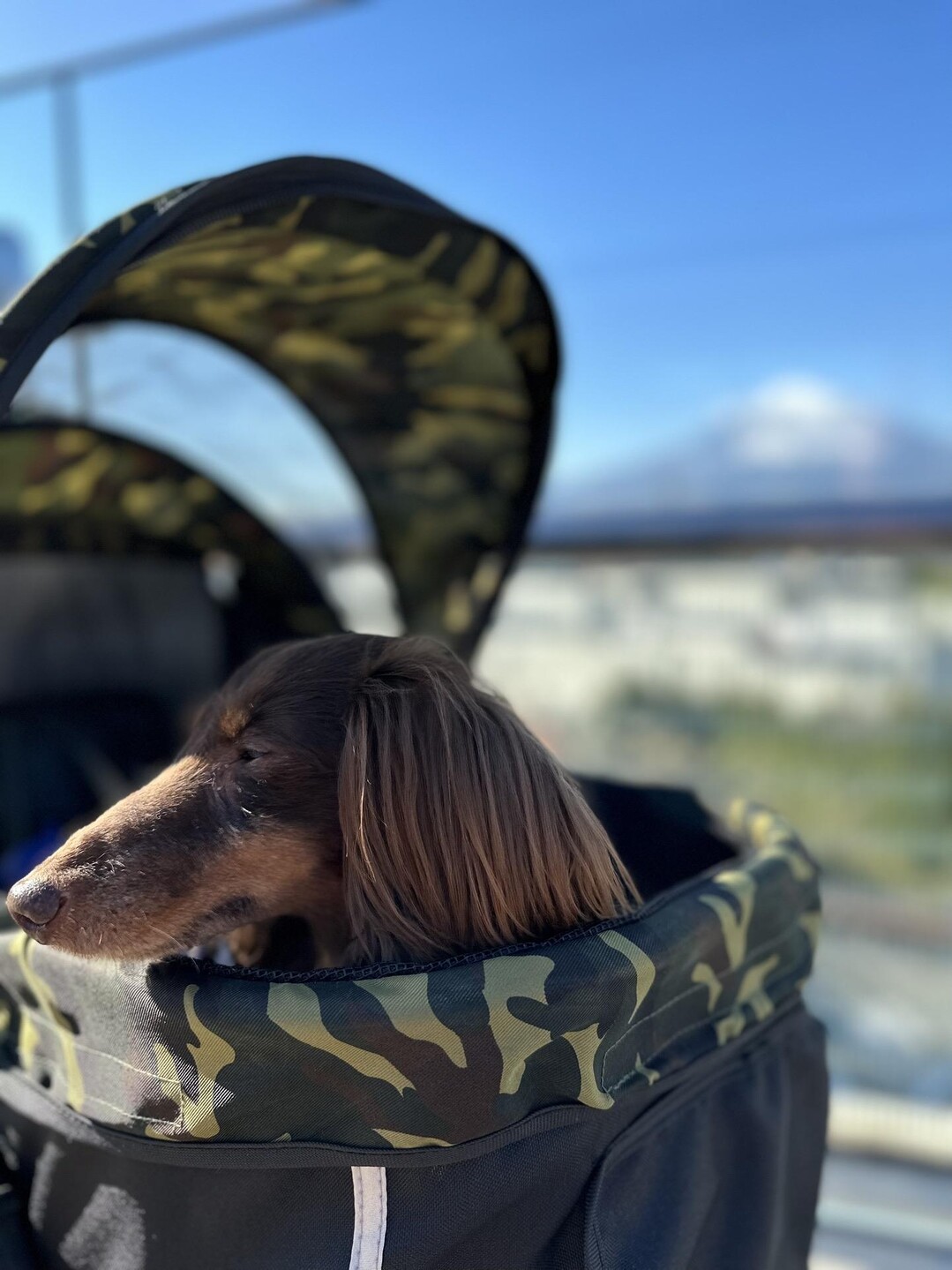 モカちゃんと御殿場アウトレット♪🐶🗻... / koronさんのモーメント | YAMAP / ヤマップ