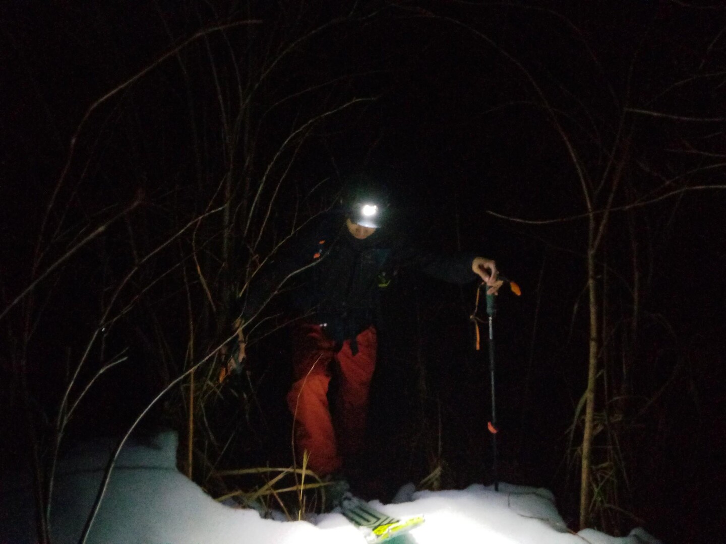 銀杏峰DNF / jackalさんの銀杏峰・部子山の活動データ | YAMAP / ヤマップ