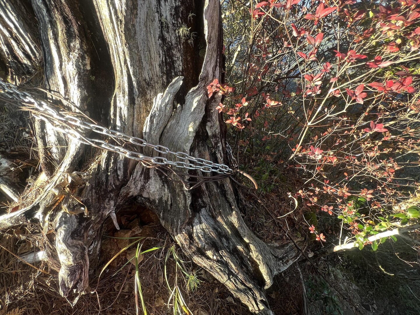 Chizuさんの投稿したフィールドメモ | YAMAP / ヤマップ