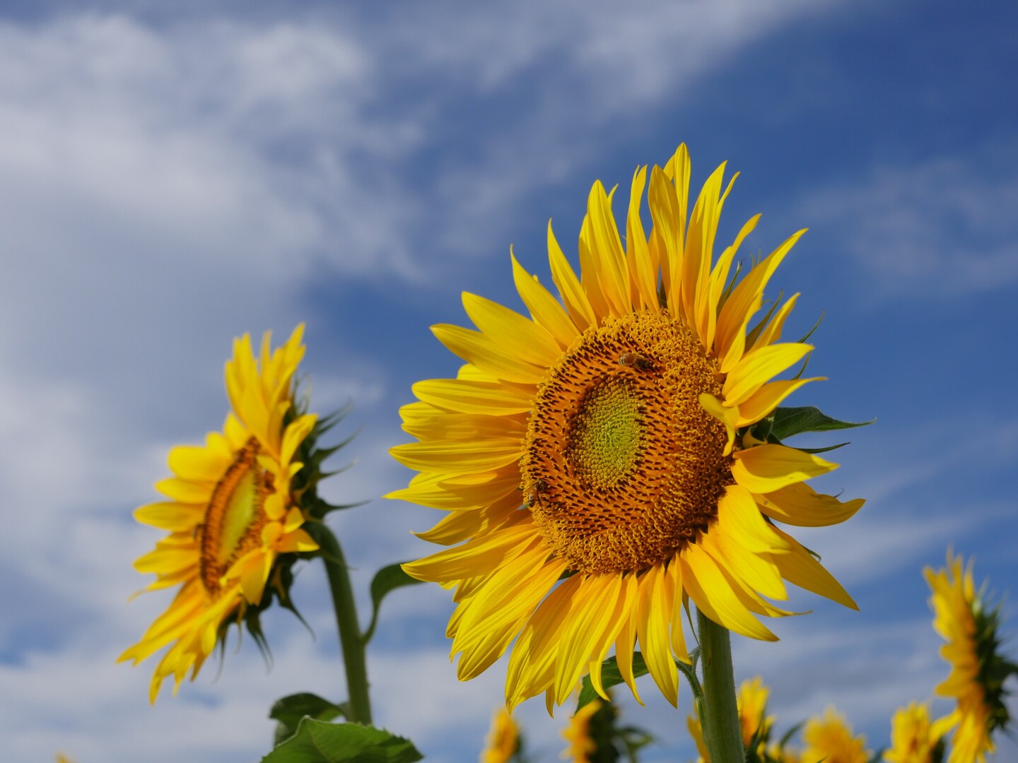 明野サンフラワーフェス。 ウォーキングの... / syorinさんのモーメント | YAMAP / ヤマップ