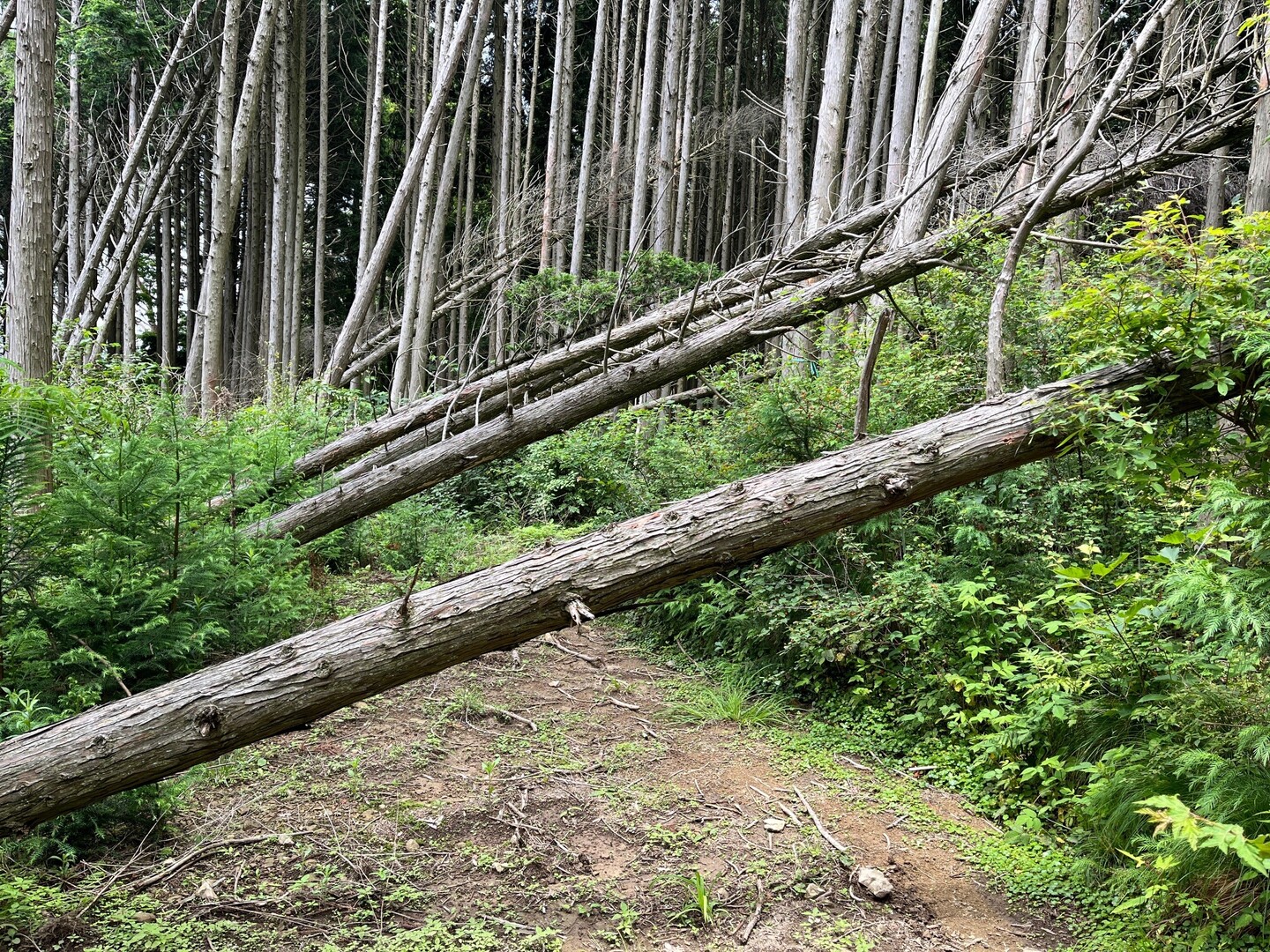 greenmoonきくちゃんさんの投稿したフィールドメモ | YAMAP / ヤマップ