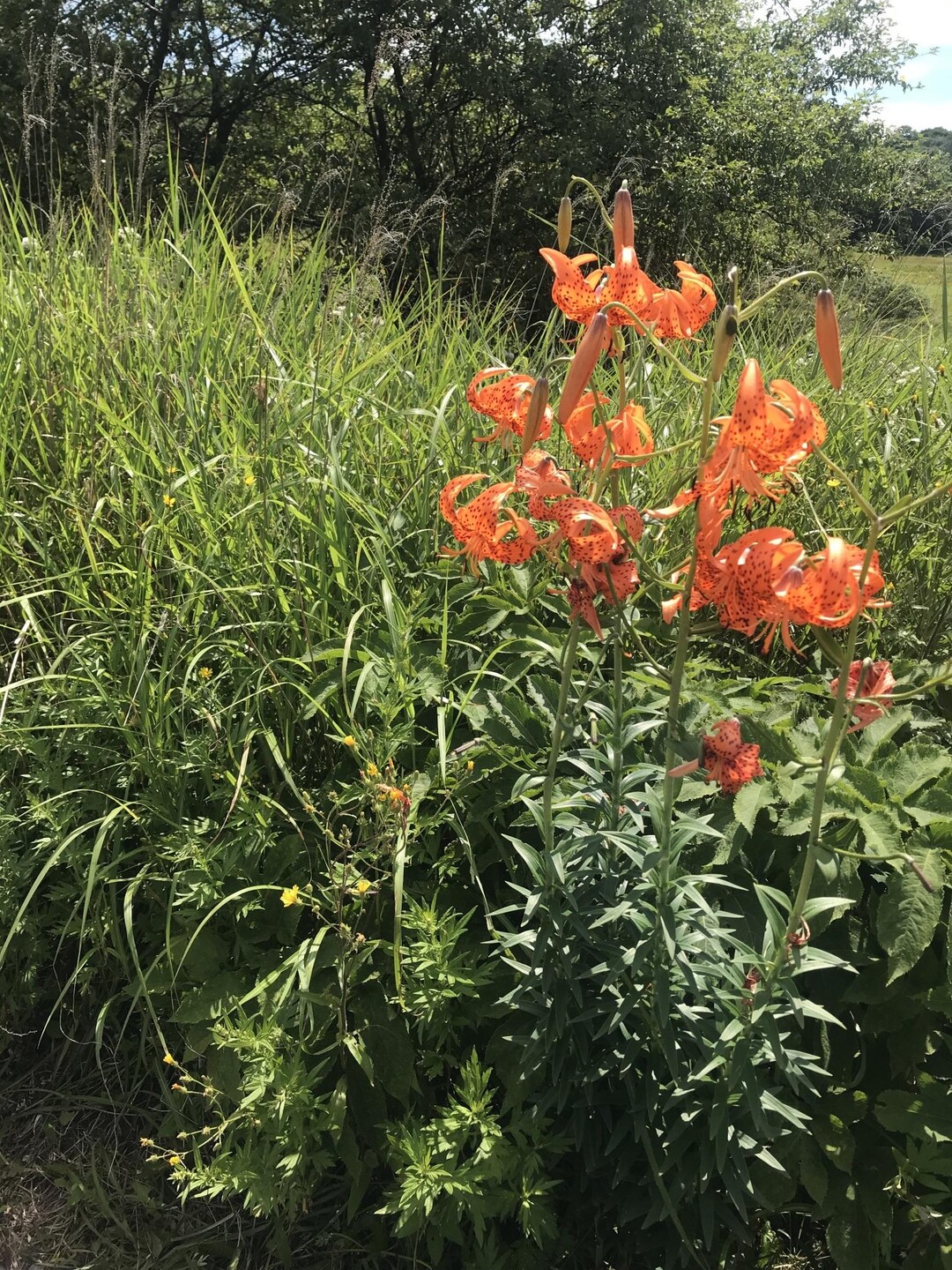 霧ヶ峰（車山）・蝶々深山 / yamajazzさんの霧ヶ峰・車山・大笹峰の活動データ | YAMAP / ヤマップ