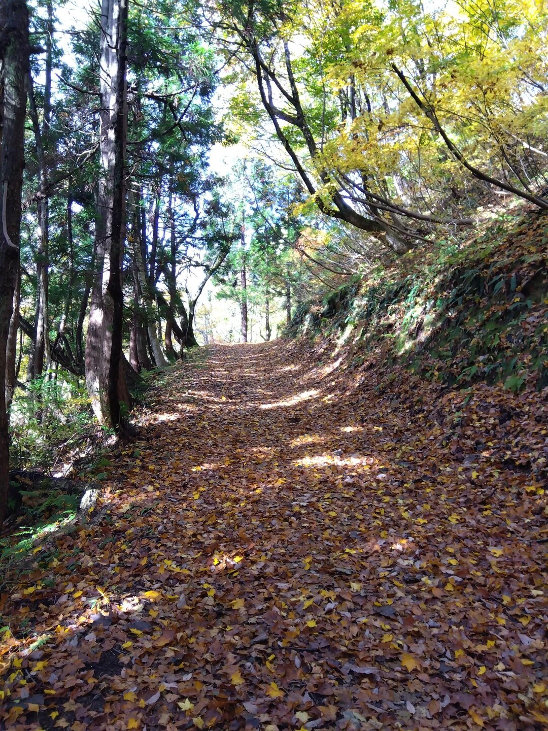 桐沢峠、丸山へ-2024-11-20 / mimiさんのウォーキングの活動データ | YAMAP / ヤマップ