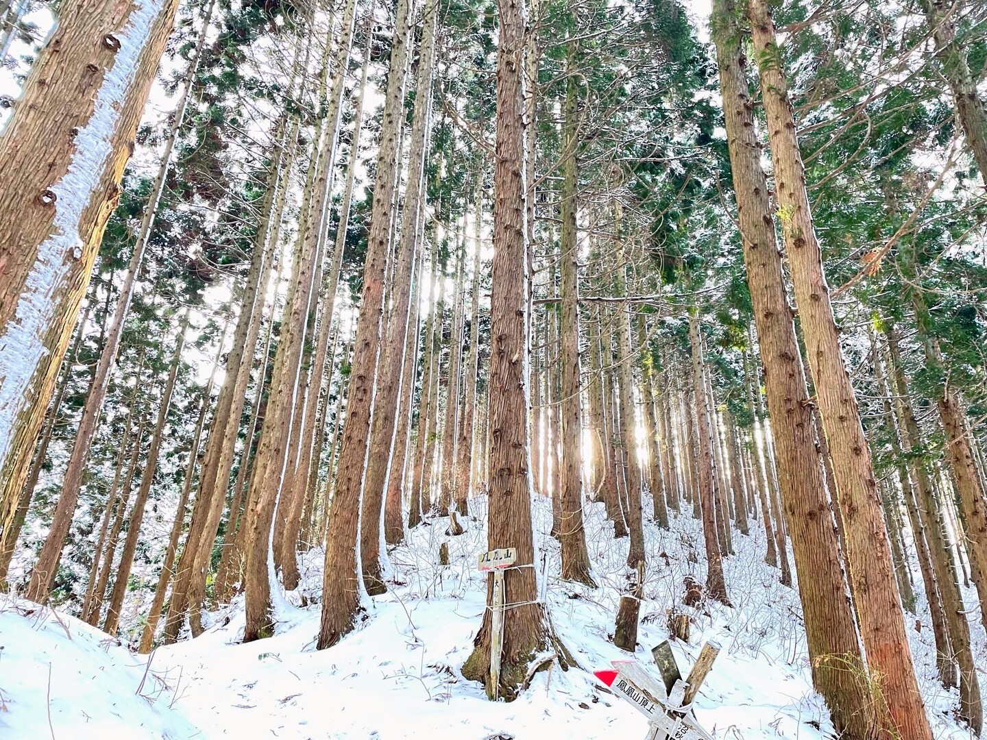 鳳凰山までのさんぽみち つづく🦛🤍 / nepukoさんの鳳凰山の活動データ | YAMAP / ヤマップ