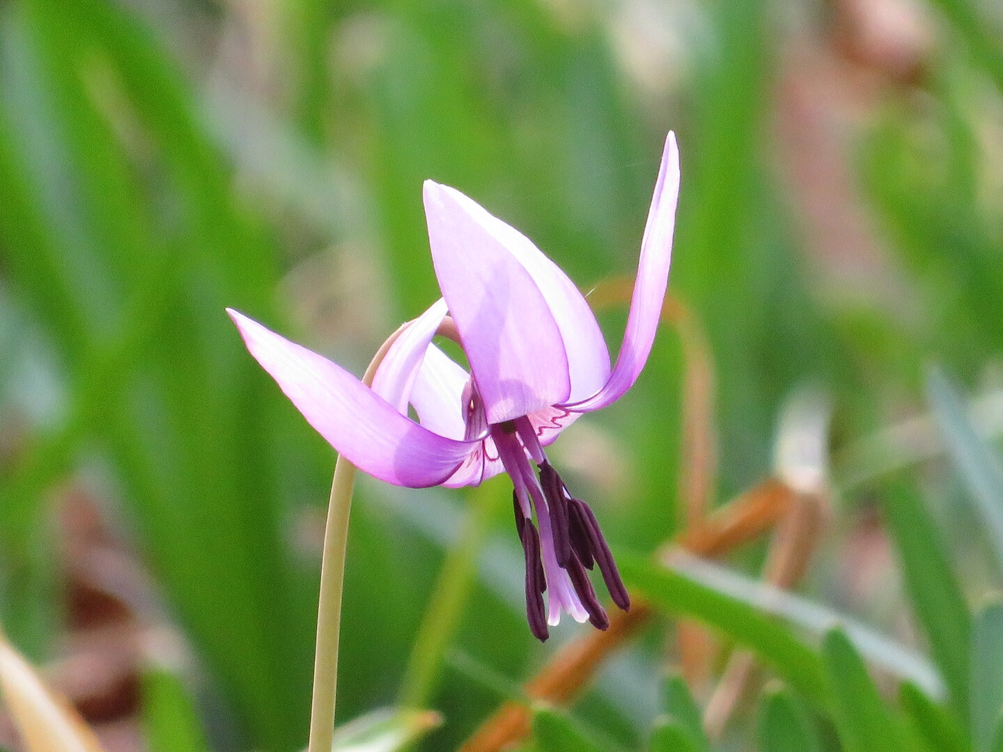 三毳山、カタクリの偵察 / mickey (吉田)さんの三毳山の活動データ | YAMAP / ヤマップ