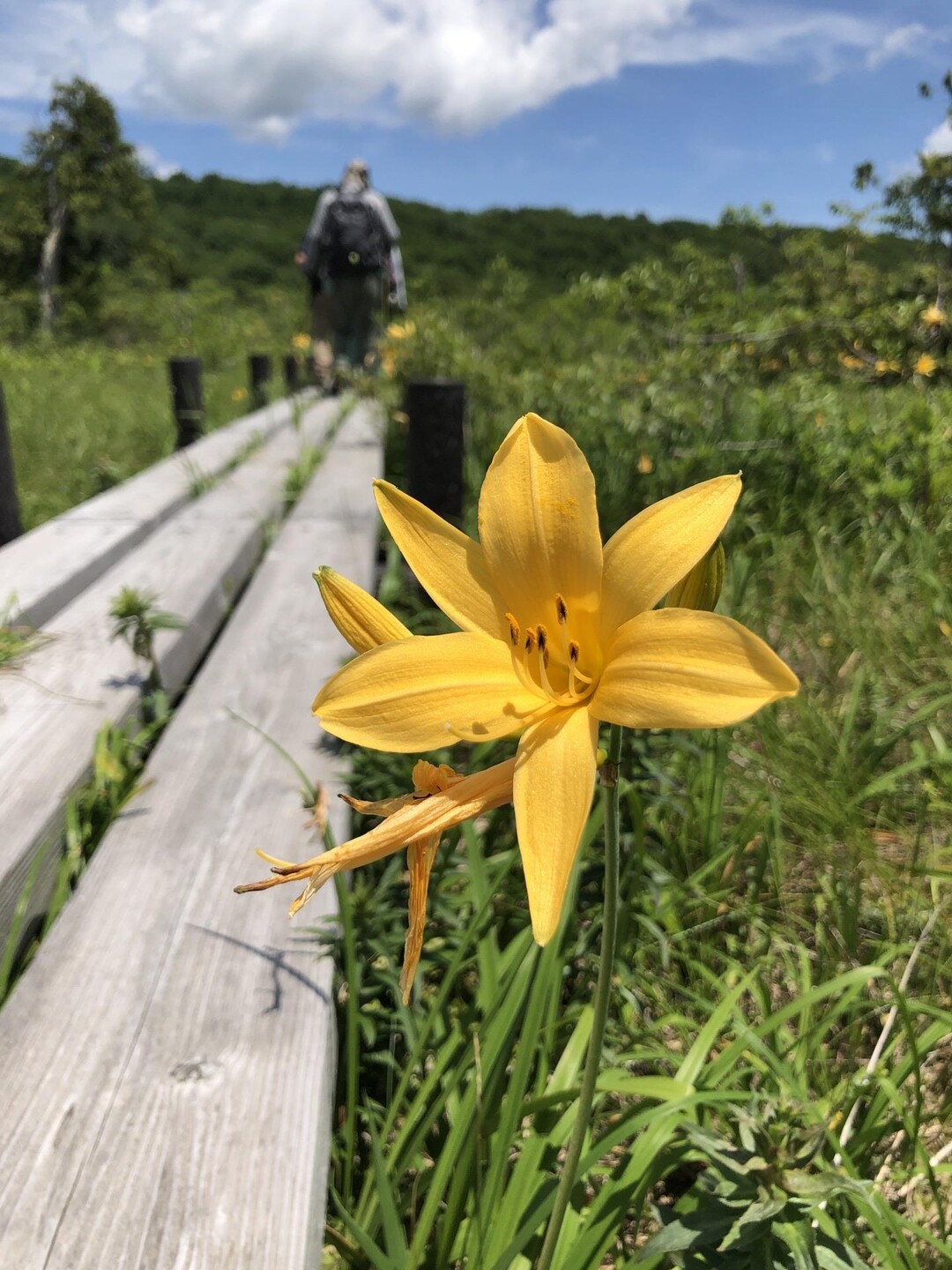 栗駒山世界谷地へ / carolさんの焼石岳・兎森山・鷲ヶ森山の活動データ | YAMAP / ヤマップ