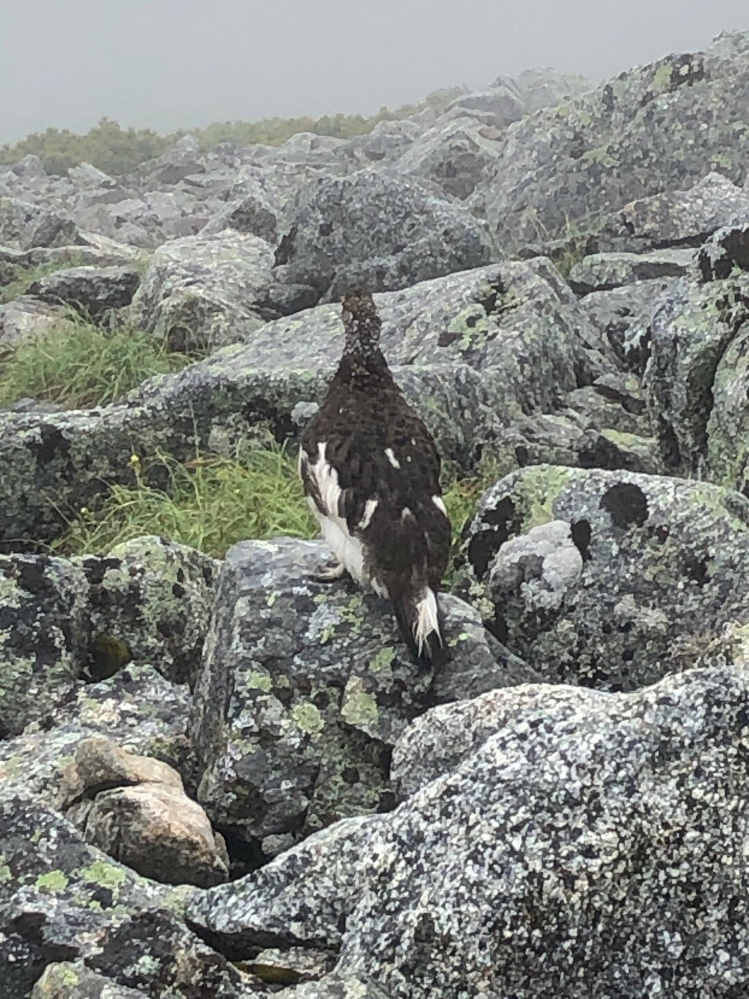 立山（雄山） / ryosukeさんの立山・雄山・浄土山の活動データ | YAMAP / ヤマップ