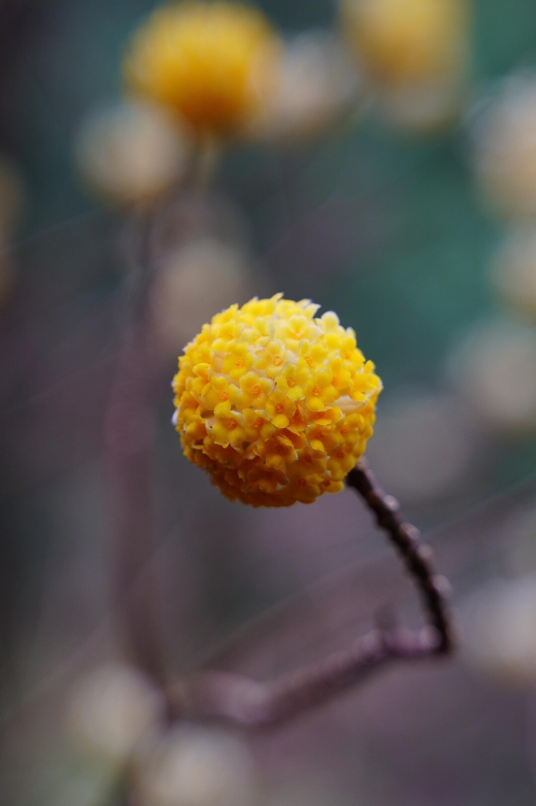 大山🟡ミツマタ🍜ZUND-BAR / SundayHikeさんの大山の活動データ | YAMAP / ヤマップ