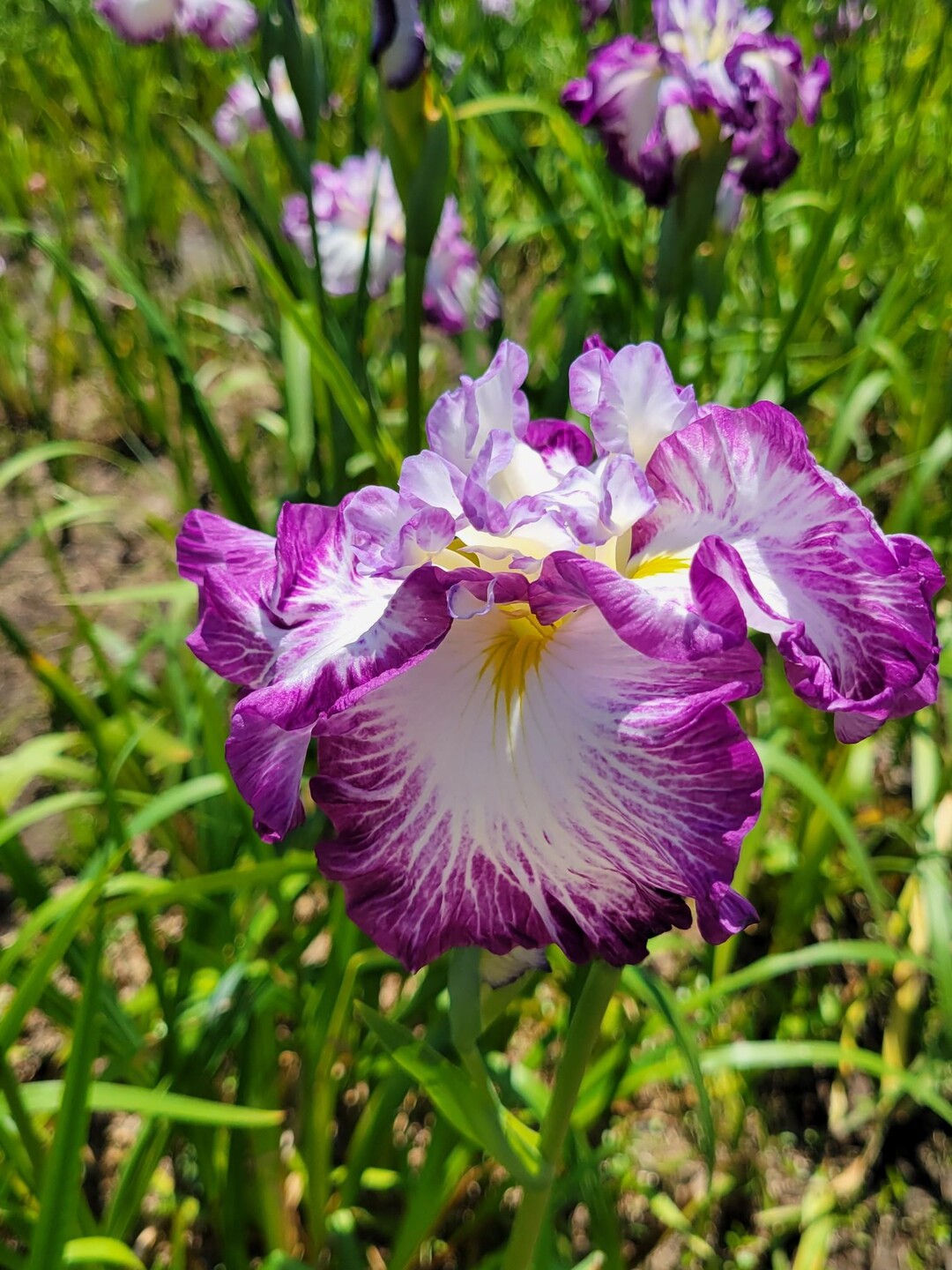 花の郷滝谷-2023-06-17 / akiさんの登山の活動データ | YAMAP / ヤマップ