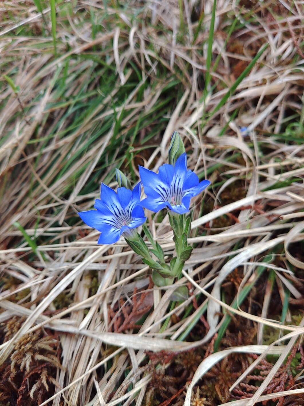 八曾山・岩見山 / FOKさんの八曽山の活動データ | YAMAP / ヤマップ